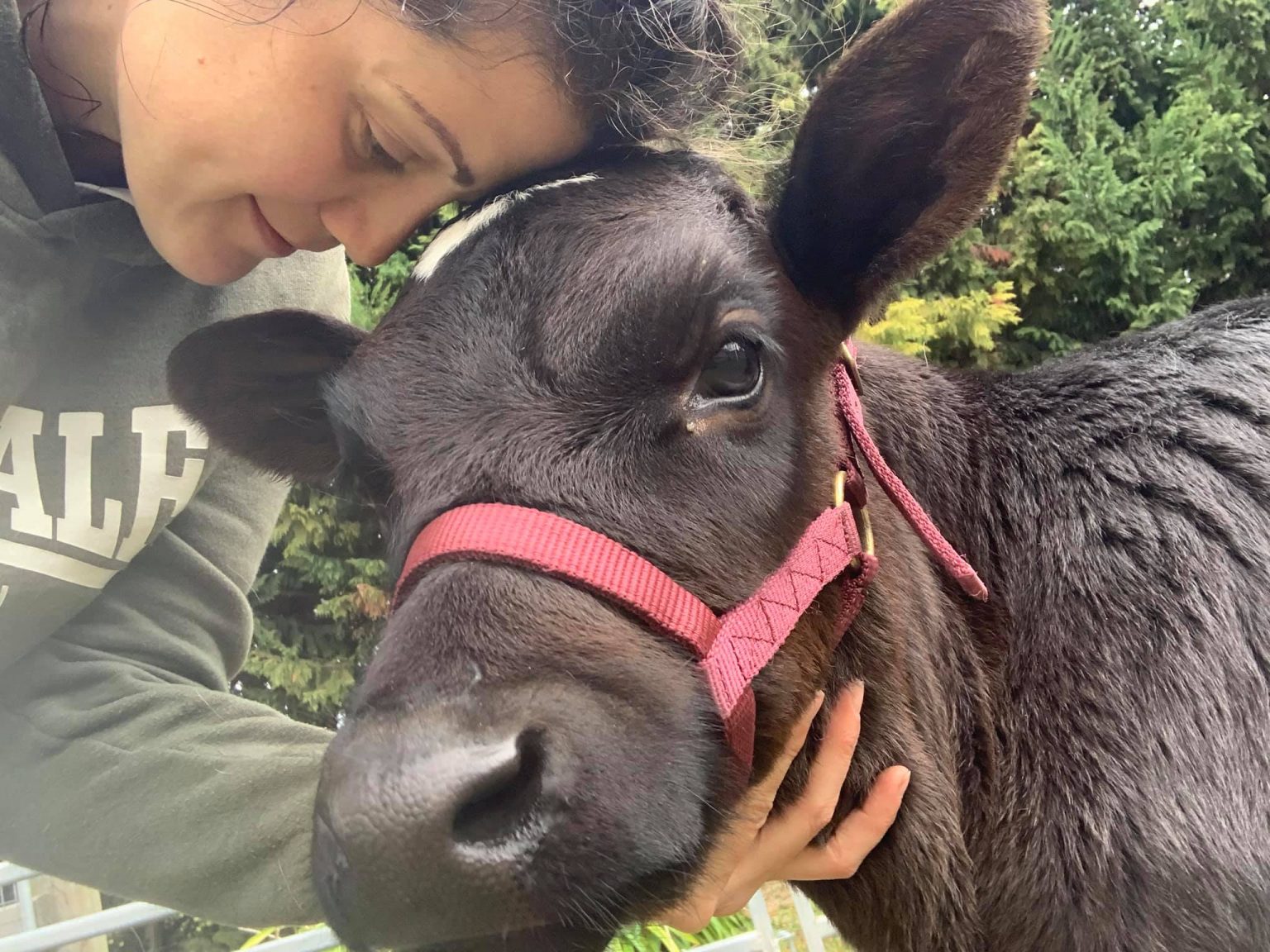 Adopt – 'Til The Cows Come Home