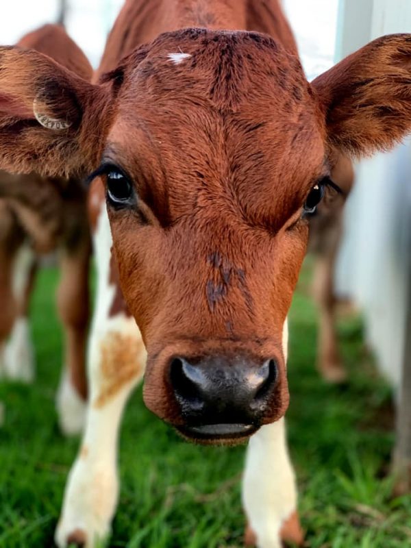 'Til The Cows Come Home – Companions not commodities