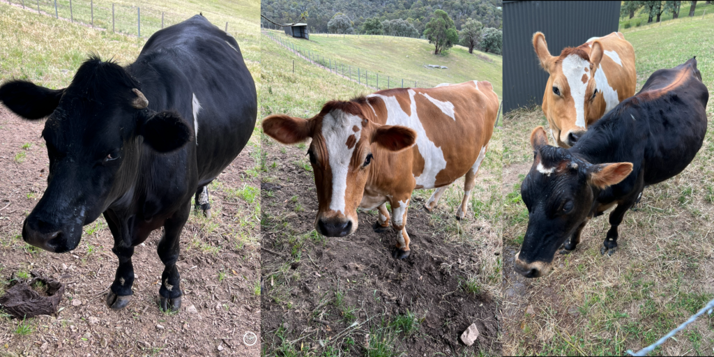 Adopt – 'Til The Cows Come Home