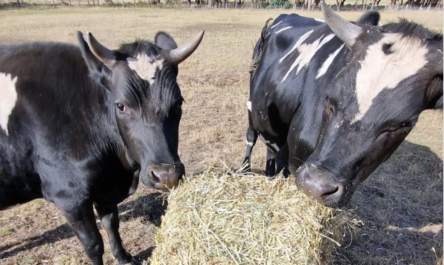 Adopt – 'Til The Cows Come Home