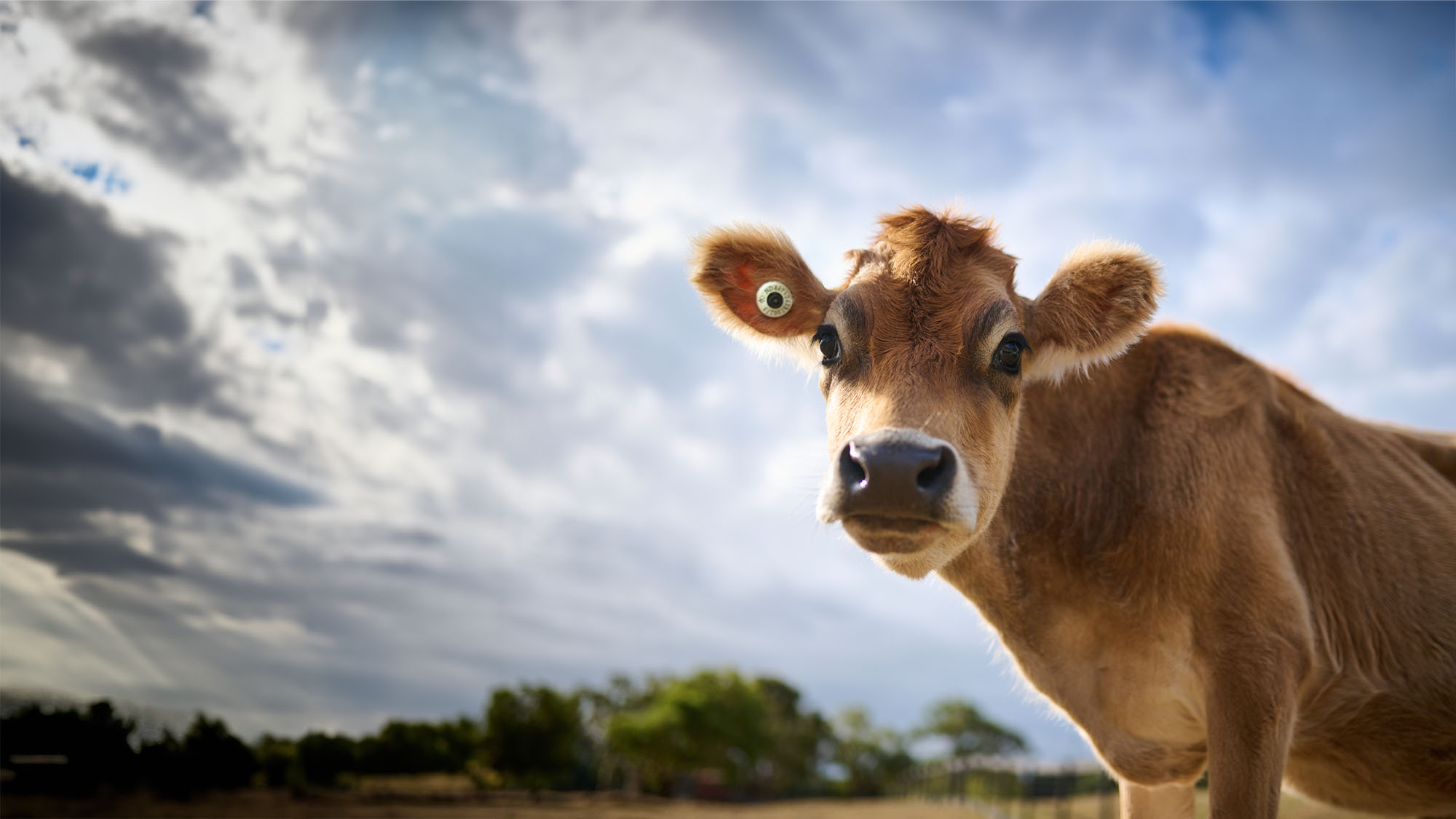 'Til The Cows Come Home - Farm Animal Rescue Charity