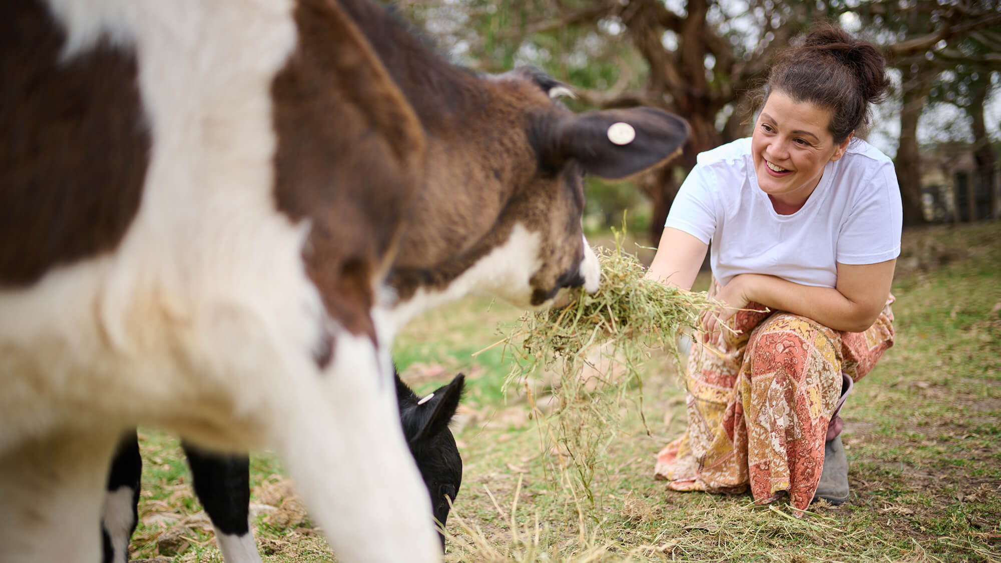 Foster Farm Animals - 'Til The Cows Come Home
