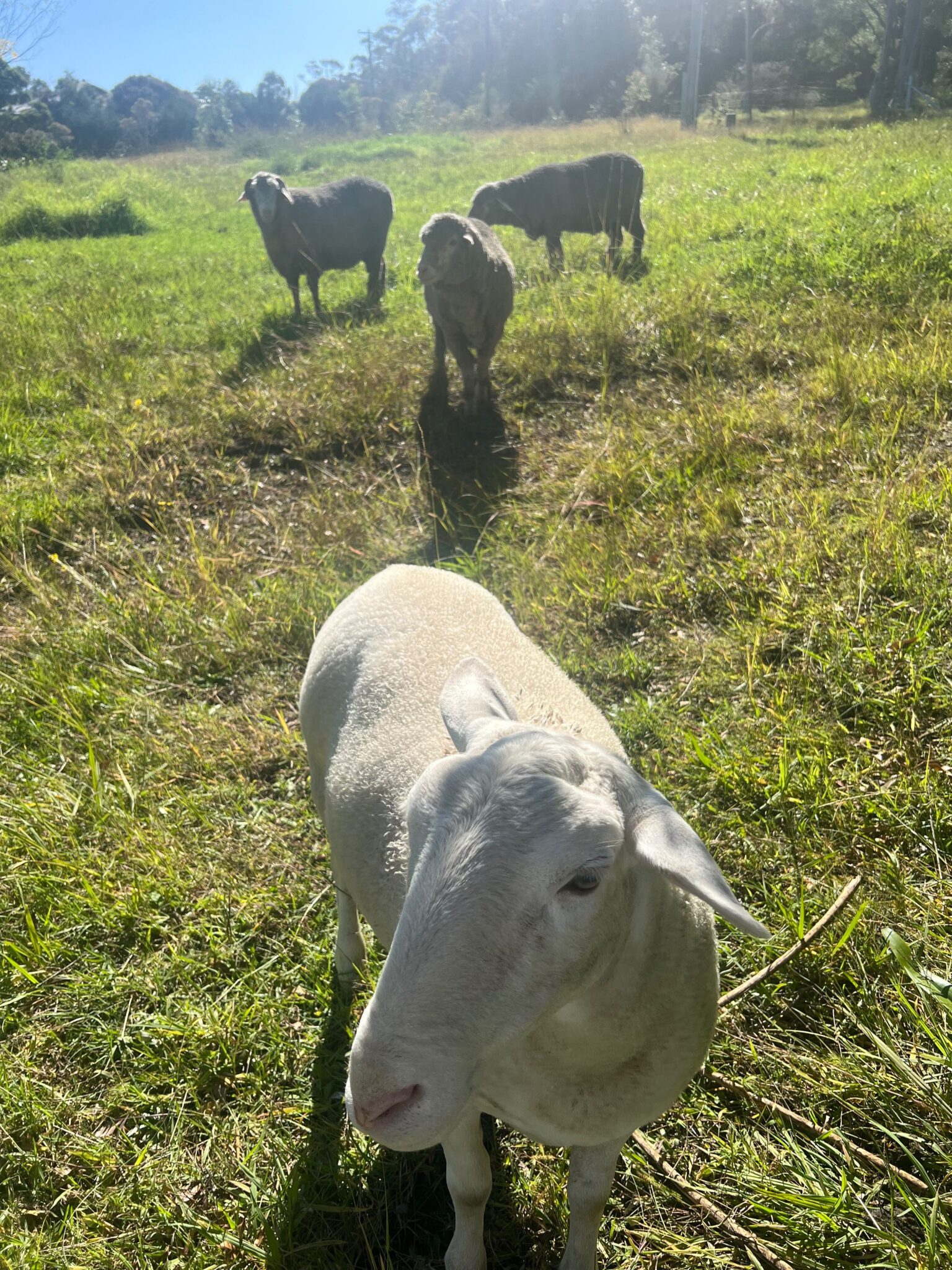 The Mini Herd - Adopt a farm animal - 'Til The Cows Come Home