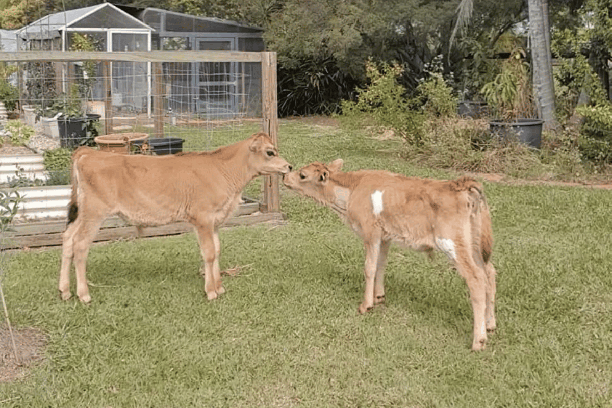 Meet the Farm Animals Up for Adoption - 'Til The Cows Come Home