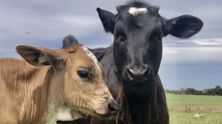 What’s the Difference Between a Bull and a Steer? - 'Til The Cows Come Home